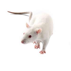 Charles Lab – BIORIVER