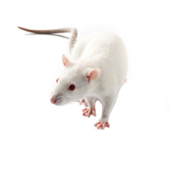 Charles Lab – BIORIVER